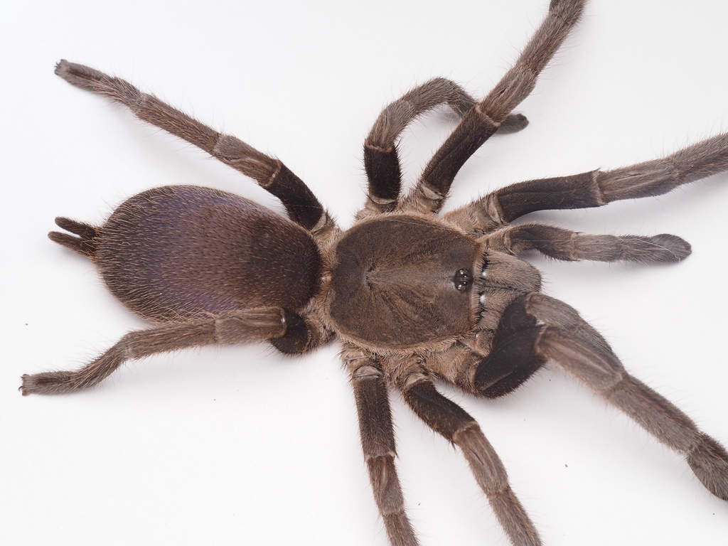 Queensland Whistling Tarantula in April 2021 by Ethan Yeoman. From ...