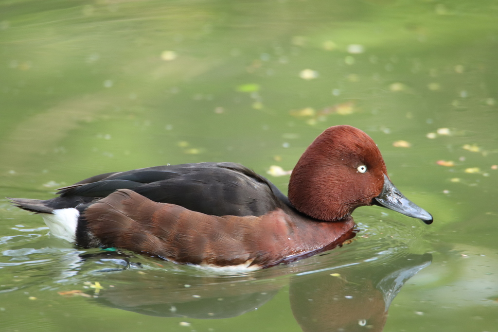 Ferruginous Duck in April 2021 by David Roche · iNaturalist