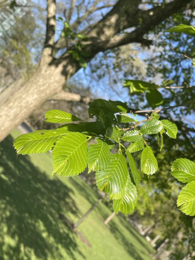 American elm from Highland Park, Pittsburgh, PA, US on April 26, 2021 ...