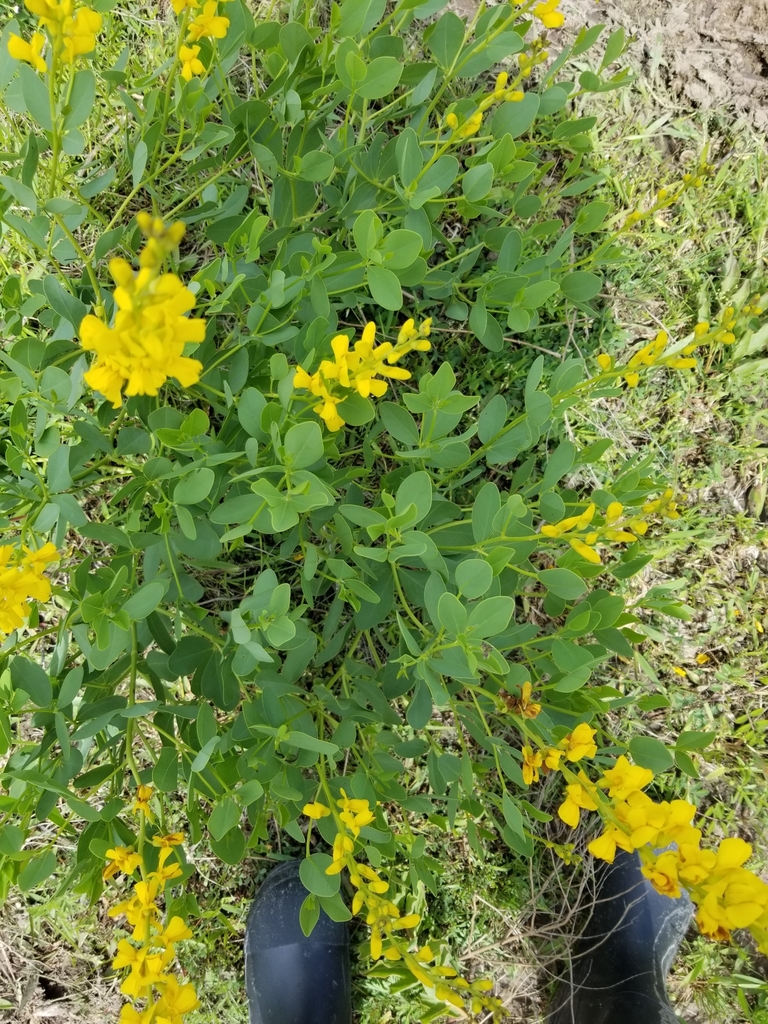 Yellow Wild Indigo from Caddo Mills, TX 75135, USA on April 24, 2021 at ...