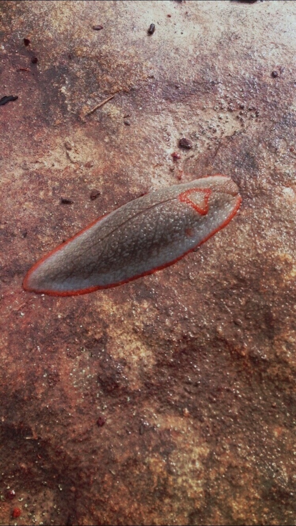 Red Triangle Slug from Maroota Ridge State Conservation Area, Glenorie ...