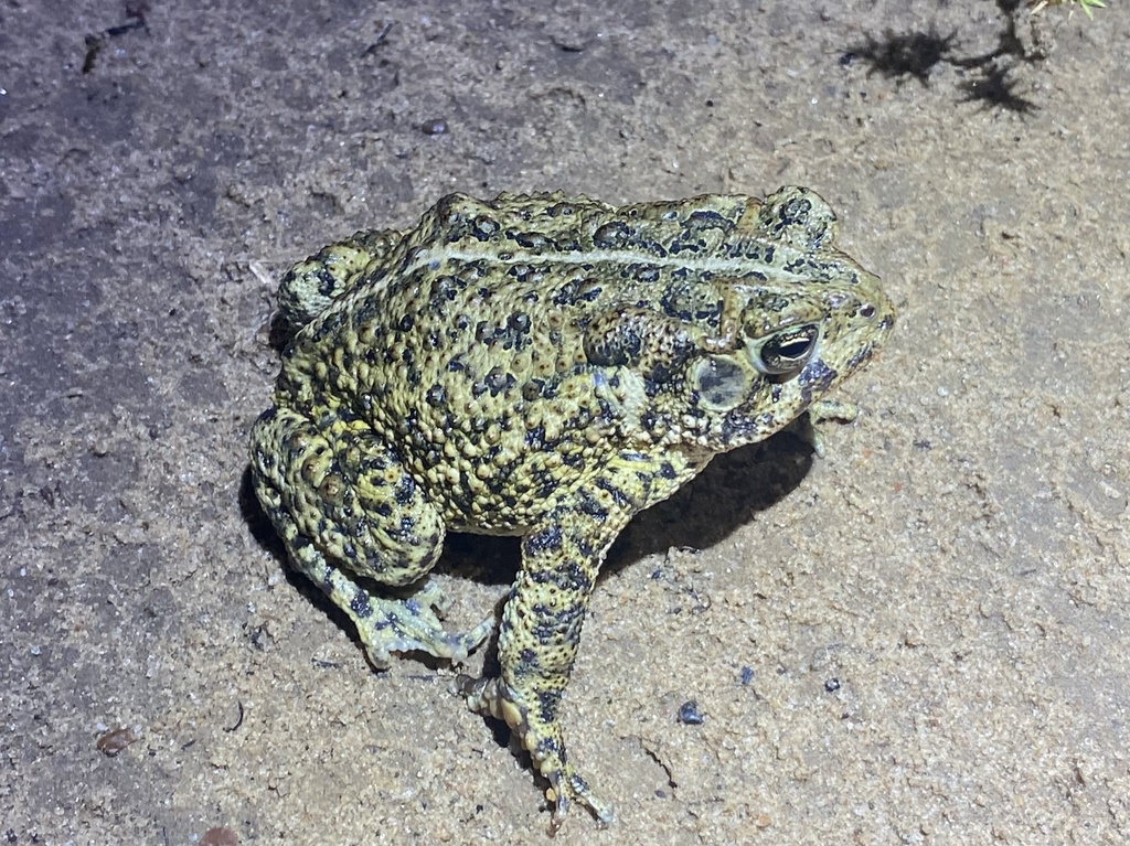 Houston Toad in April 2021 by Toby Hibbitts · iNaturalist