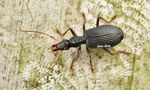 Drypta siderea · iNaturalist