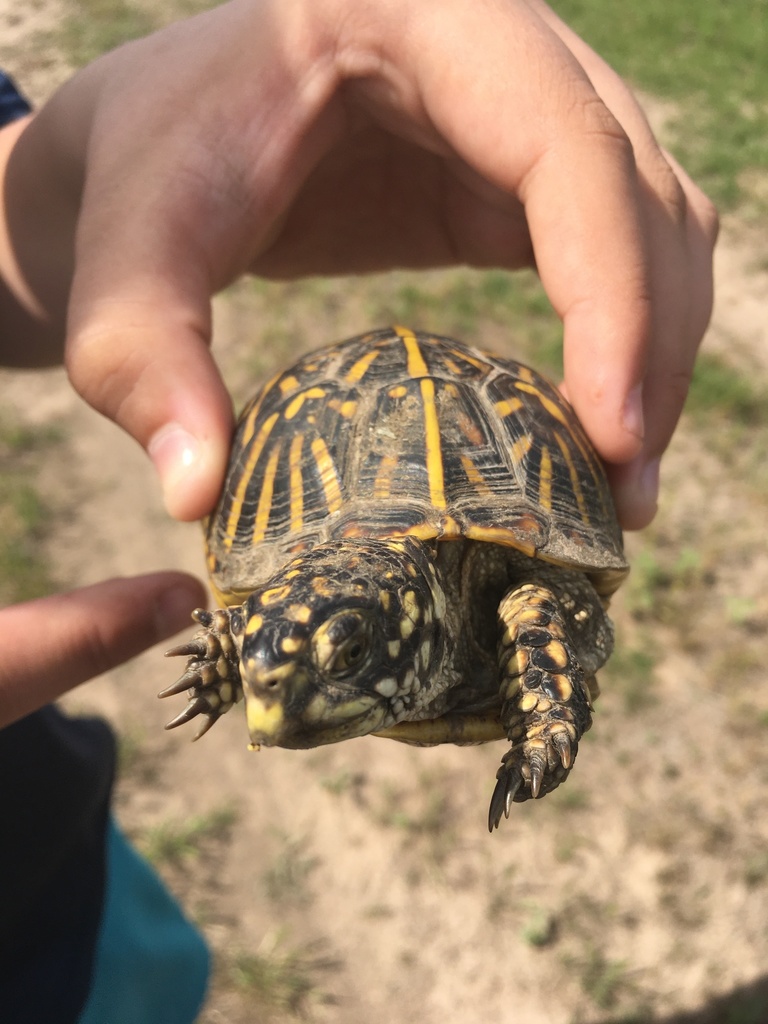 Ornate Box Turtle in April 2021 by Master Roshi · iNaturalist
