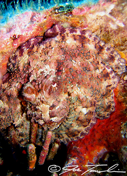 Galápagos Reef Octopus from Santa Cruz, EC-GA, EC on June 04, 2005 at ...