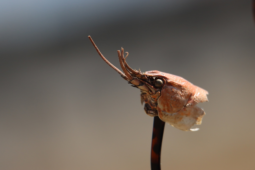 Virile Crayfish from Division No. 6, Alberta, Canada on April 20, 2021 ...