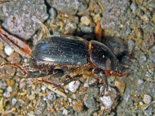 African Black Beetle (Heteronychus arator) · iNaturalist