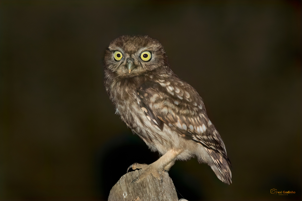Little Owl from Odiáxere, Faro, Portugal on July 6, 2020 at 10:01 PM by ...