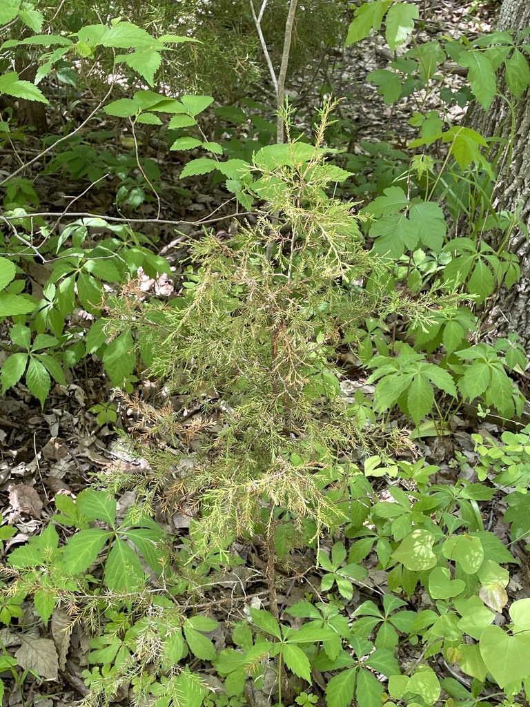 junipers from Herman Baker Park, Sherman, TX, US on April 21, 2021 at ...