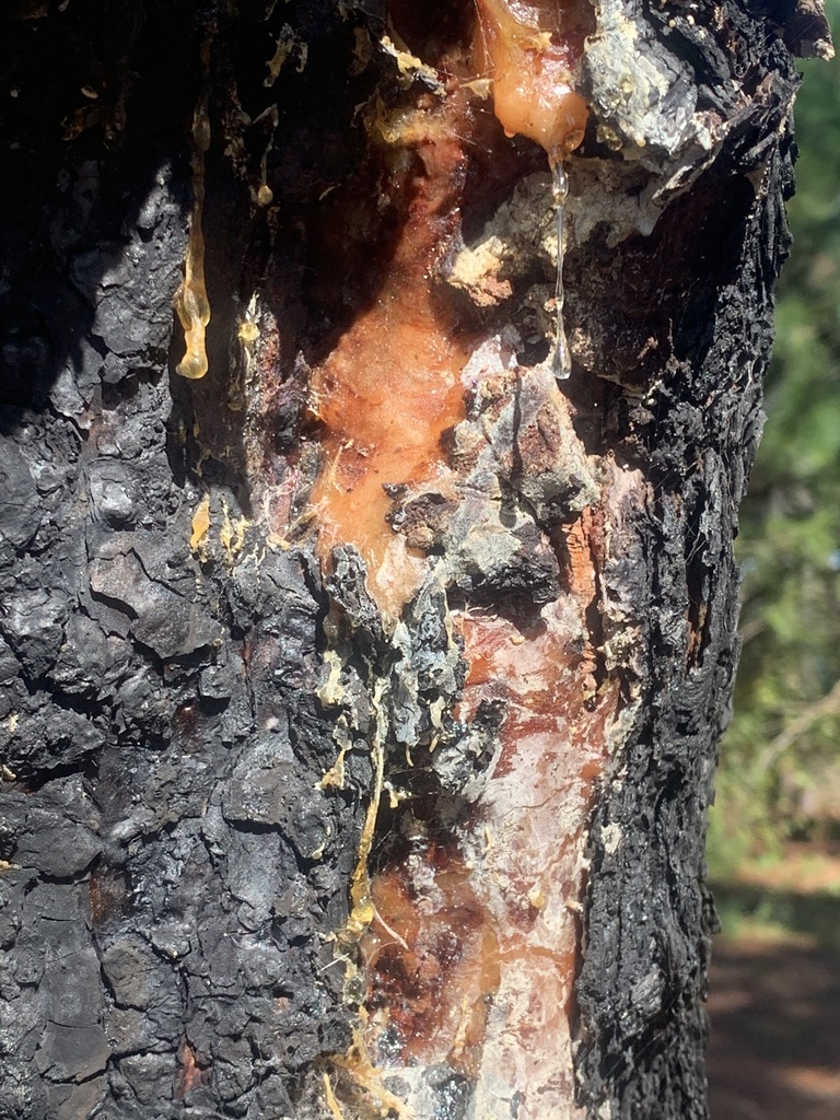 Pine Pitch Canker from Boyd Hill Nature Preserve, Saint Petersburg, FL ...