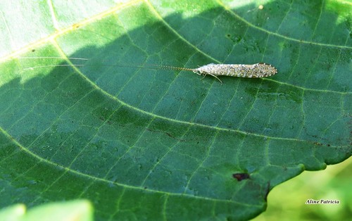Nectopsyche punctata · iNaturalist