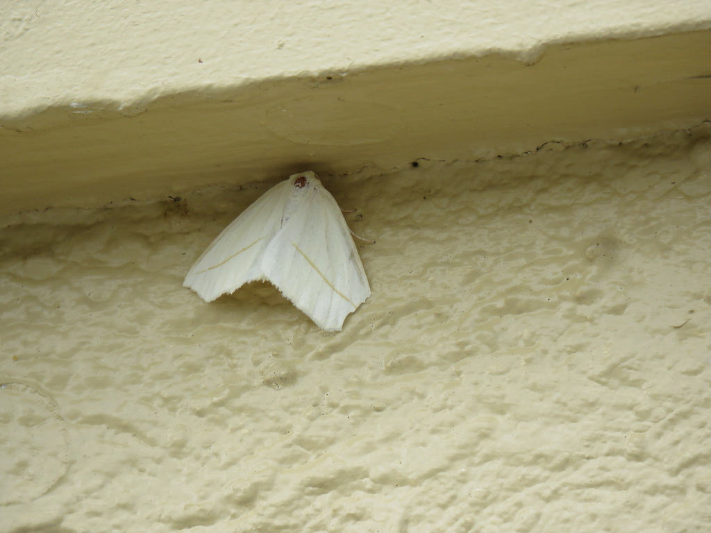 White Slant-line from Allegany on June 10, 2017 by Bill Hubick. Export ...