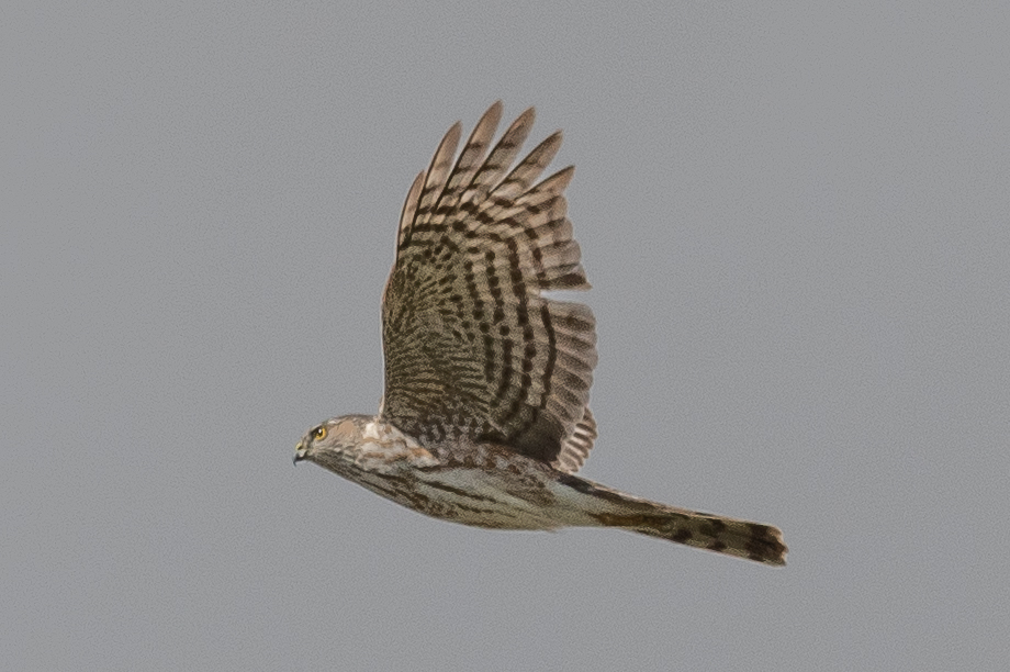 Sharp-shinned Hawk from Pullman, WA 99163, USA on April 26, 2021 at 03: ...