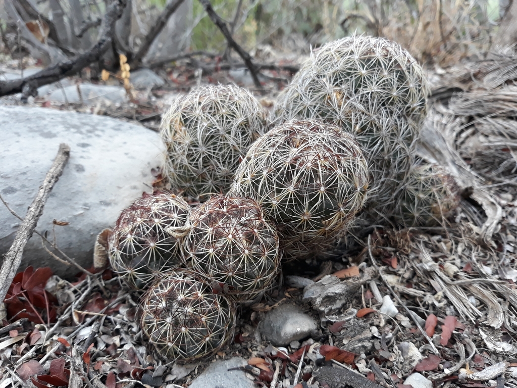 Coryphantha neglecta from Monclova, Coah., México on April 26, 2021 at ...