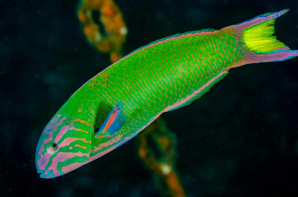 Green Moon Wrasse