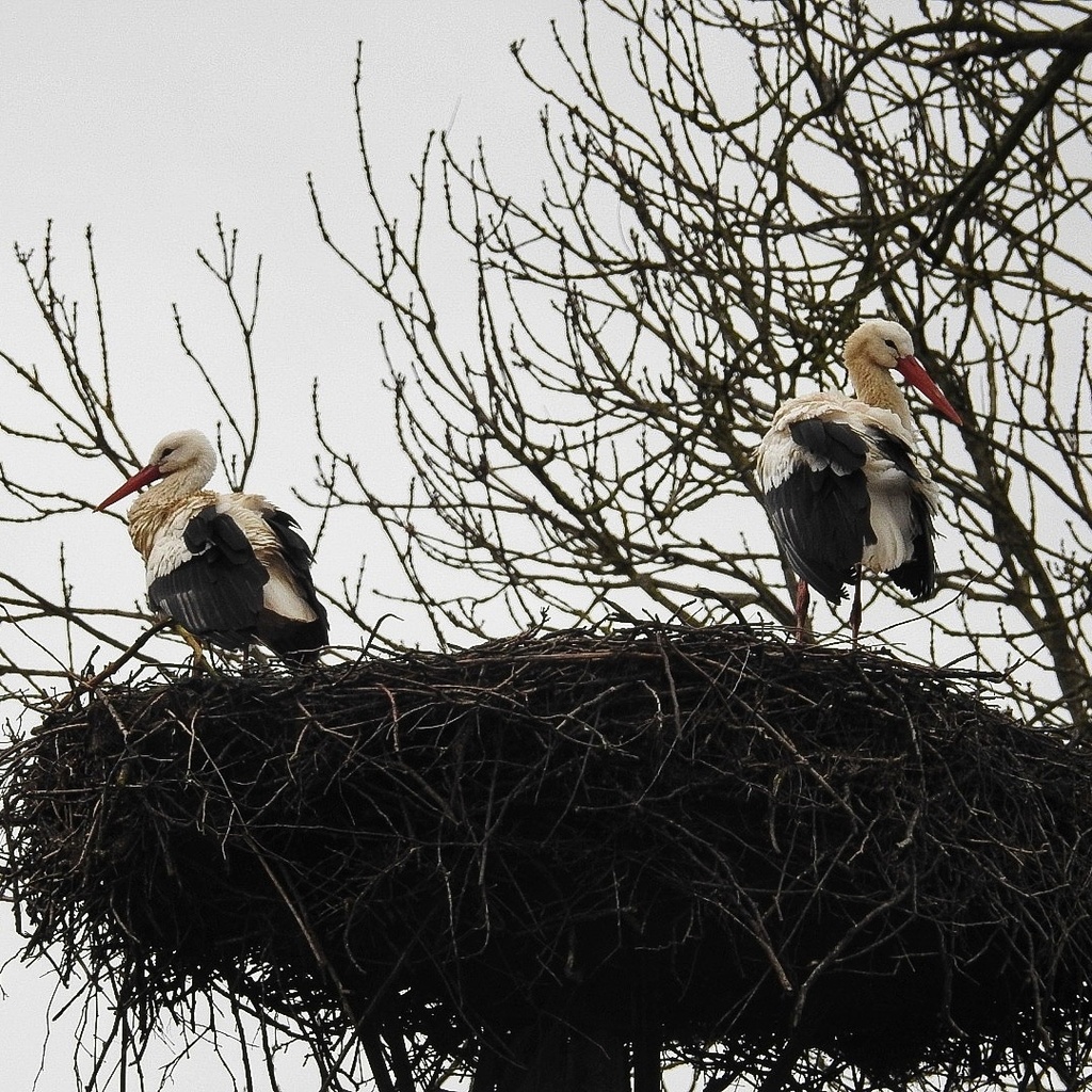 White Stork from Heckenbach, Rheinland-Pfalz, DE on July 27, 2020 at 10 ...
