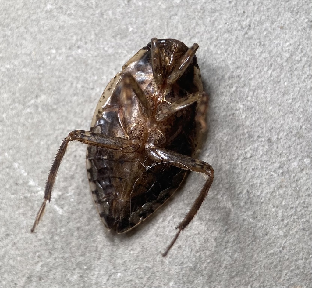 Diplonychus from Canberra Street, Singapore, Singapore, SG on April 19 ...