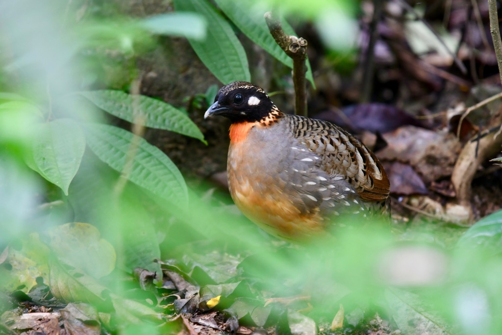 Hainan Partridge in March 2021 by HUANG QIN · iNaturalist