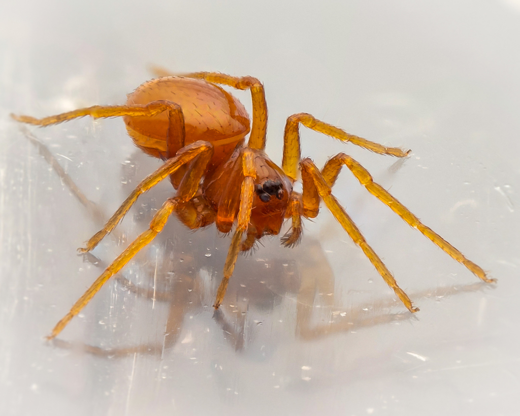 Goblin spiders from Kuala Lumpur, Federal Territory of Kuala Lumpur ...