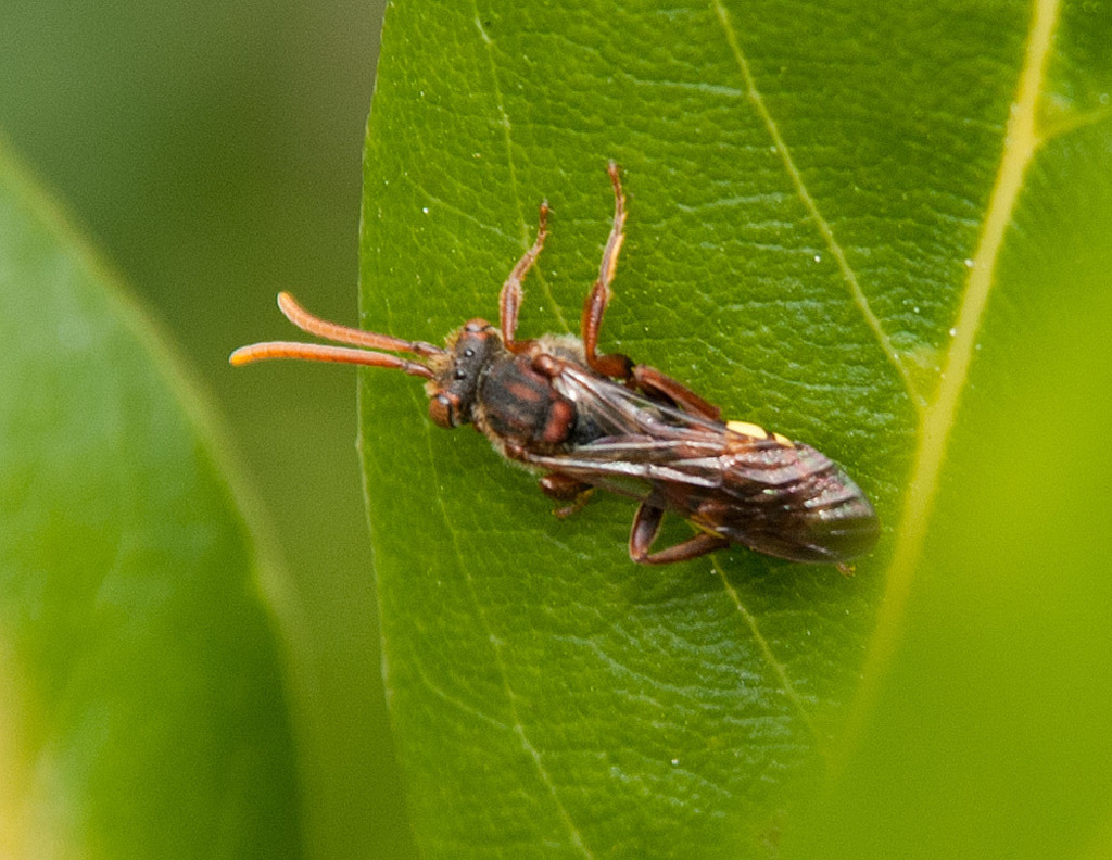 Nomad Bees in April 2021 by Tig · iNaturalist