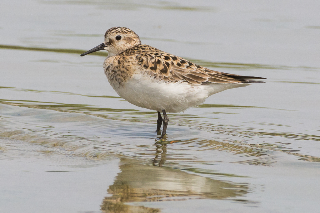 Baird's Sandpiper from Parque Tangamanga I, San Luis, S.L.P., Mexico on ...