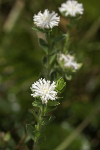 Lasiosiphon calocephalus · iNaturalist Chile