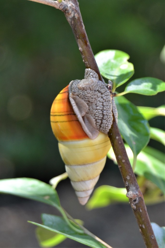 Florida Tree Snail from Sancti Spiritus, Cuba on September 28, 2016 at ...