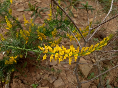 Subspecies Genista triacanthos vepres · iNaturalist