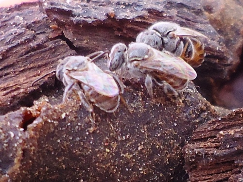 Plebeia molesta · iNaturalist