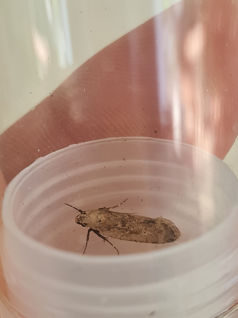 Anisoplaca achyrota from Cutty Grass Track Scenic Drive Access on April ...