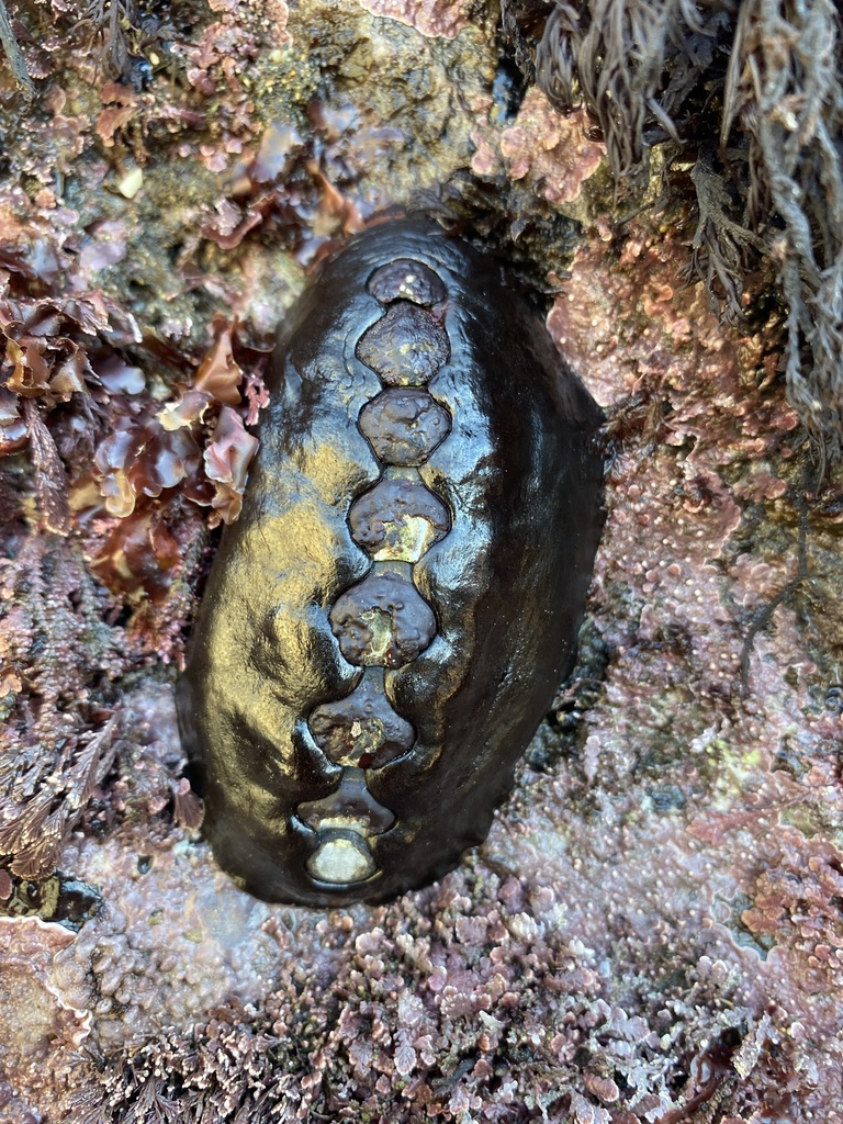 Black Leather Chiton from North Pacific Ocean, CA, US on February 07 ...