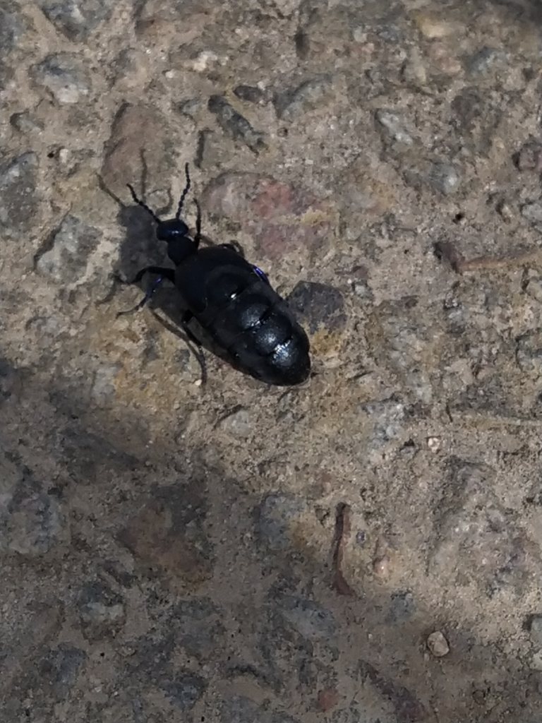 Black Oil Beetle in April 2021 by Lea E. · iNaturalist