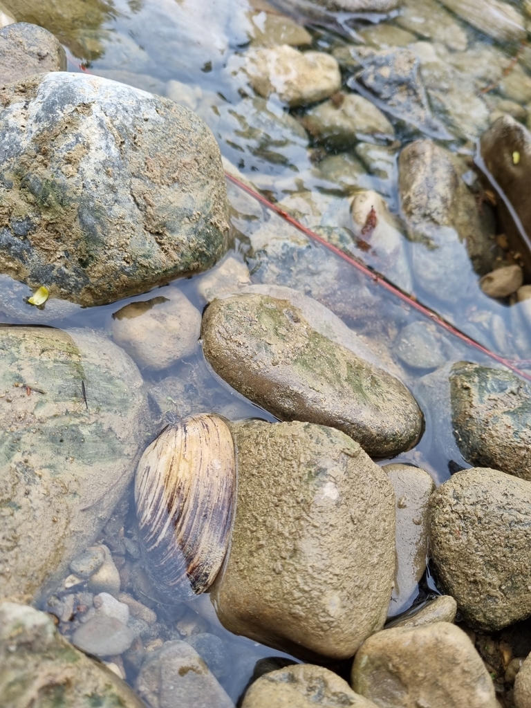 Unio mancus in April 2021 by Javier Arellano Sandua · iNaturalist