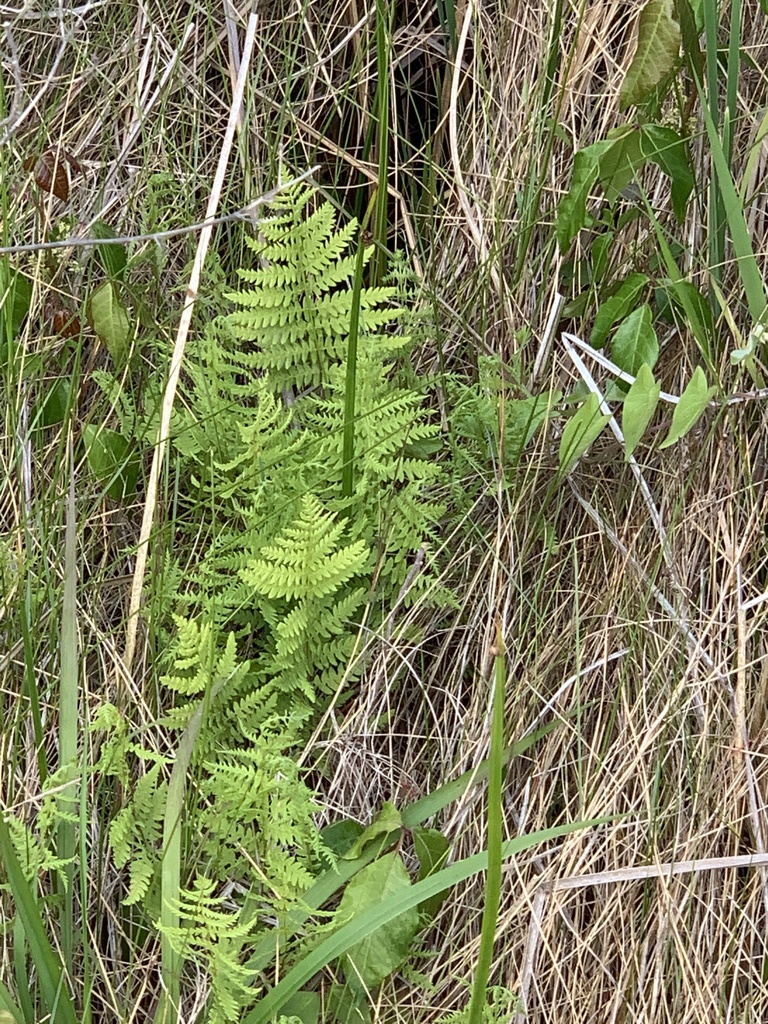 marsh fern from Cape Hatteras National Seashore, Nags Head, NC, US on ...