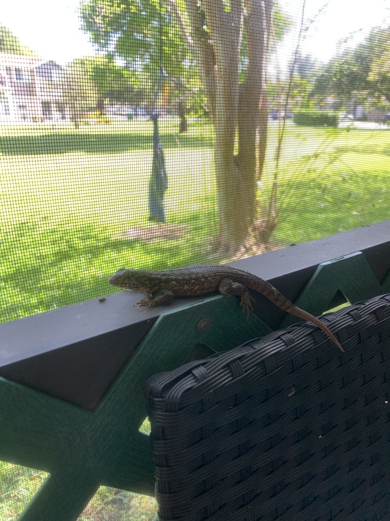 Northern Curly-tailed Lizard from Woodgate Ct, Sunrise, FL, US on April ...