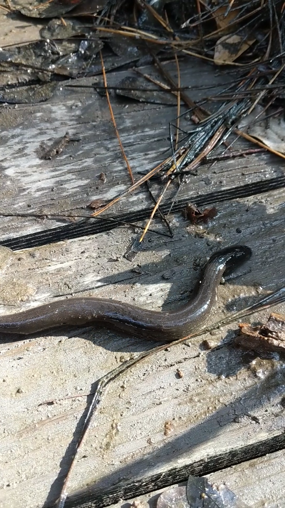 Western Lesser Siren from R. A. Vines Trail, Houston, TX 77024, USA on ...