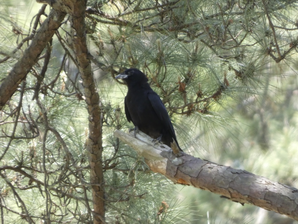 American Crow from Johns Island, Charleston, SC, US on April 28, 2021 ...