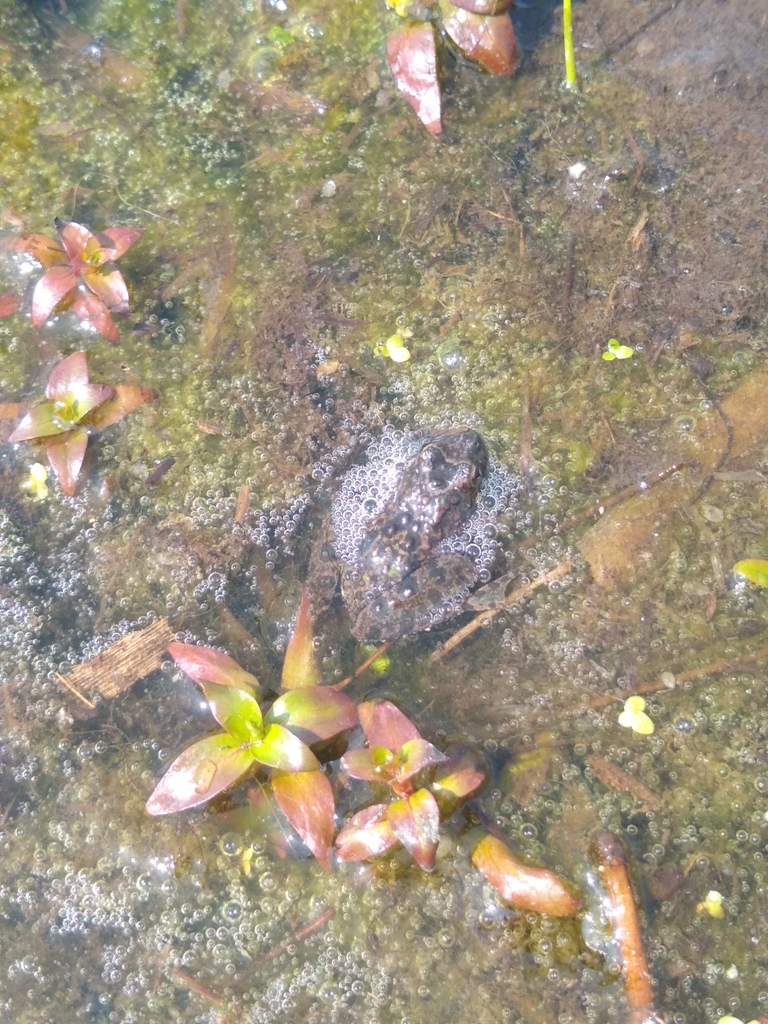 Blanchard's Cricket Frog from Millennium Park on April 28, 2021 at 03: ...