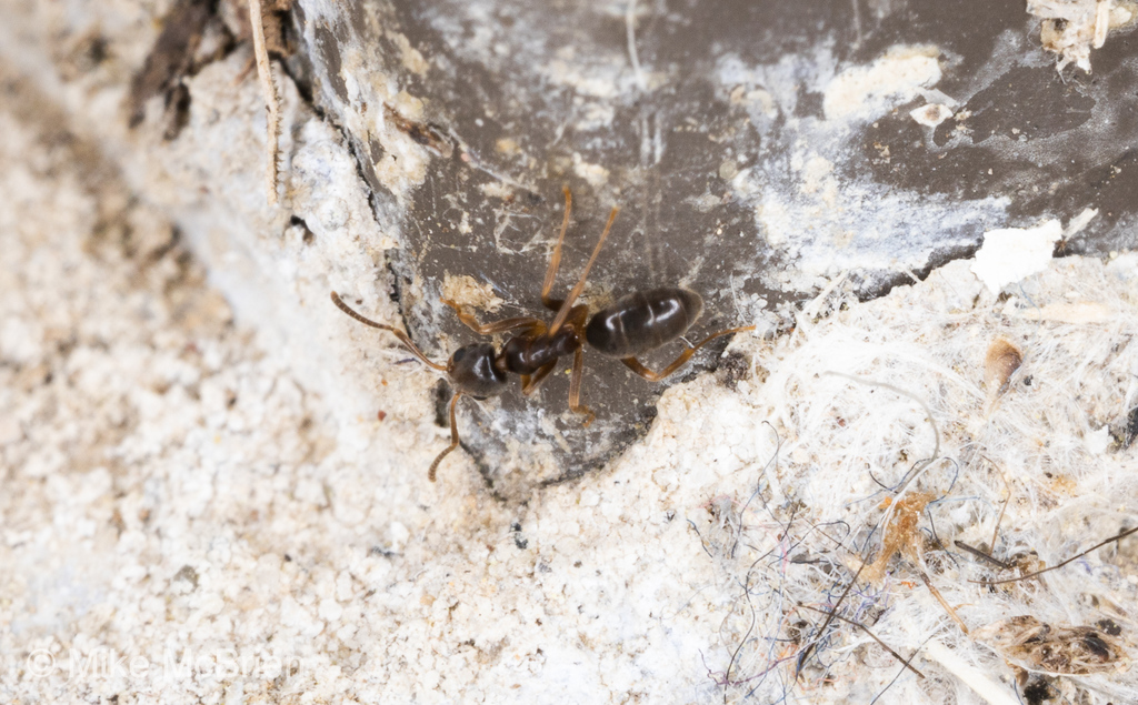 Odorous House Ant from Hancock County, OH, USA on April 28, 2021 at 01: ...