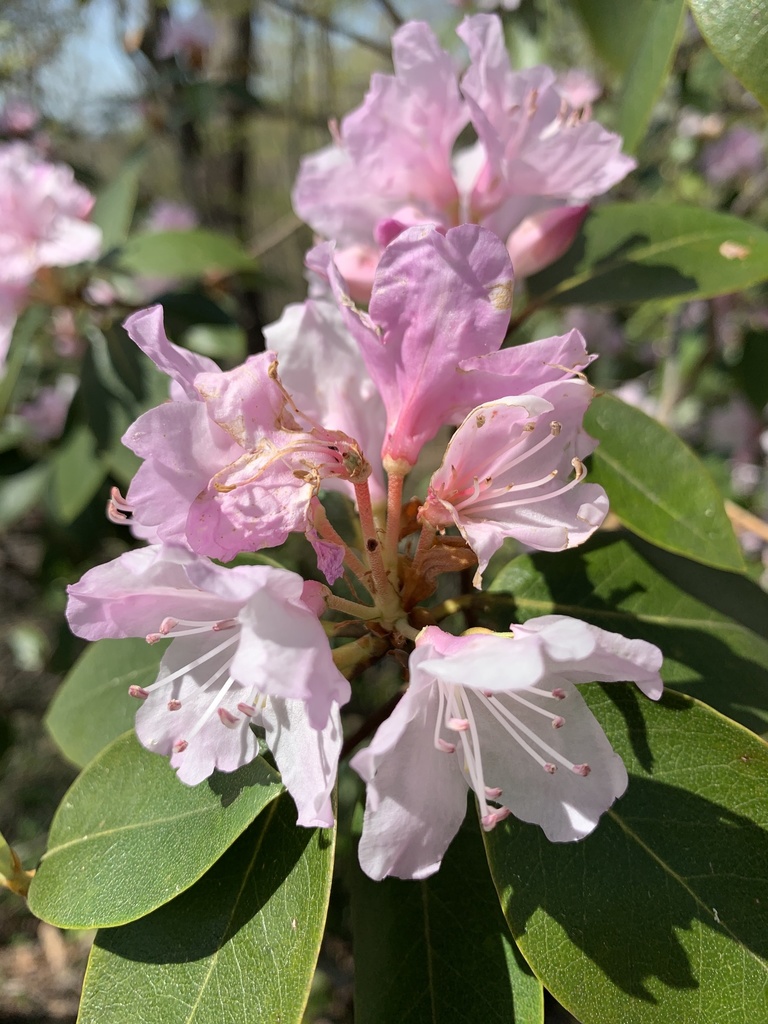 rhododendrons and azaleas from Cumberland Gap National Historic Park ...