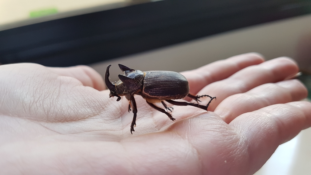 Coelosis bicornis from Louveira on April 28, 2021 at 08:09 PM by ...