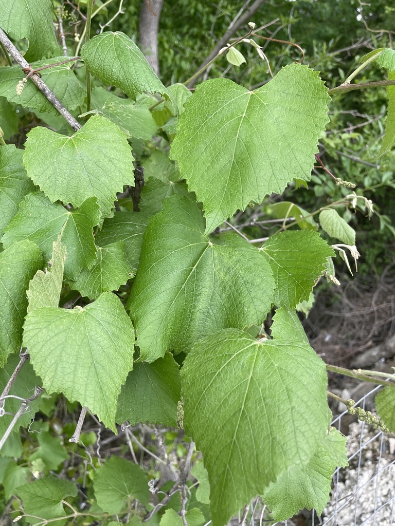 graybark grape in April 2021 by Jordan L · iNaturalist