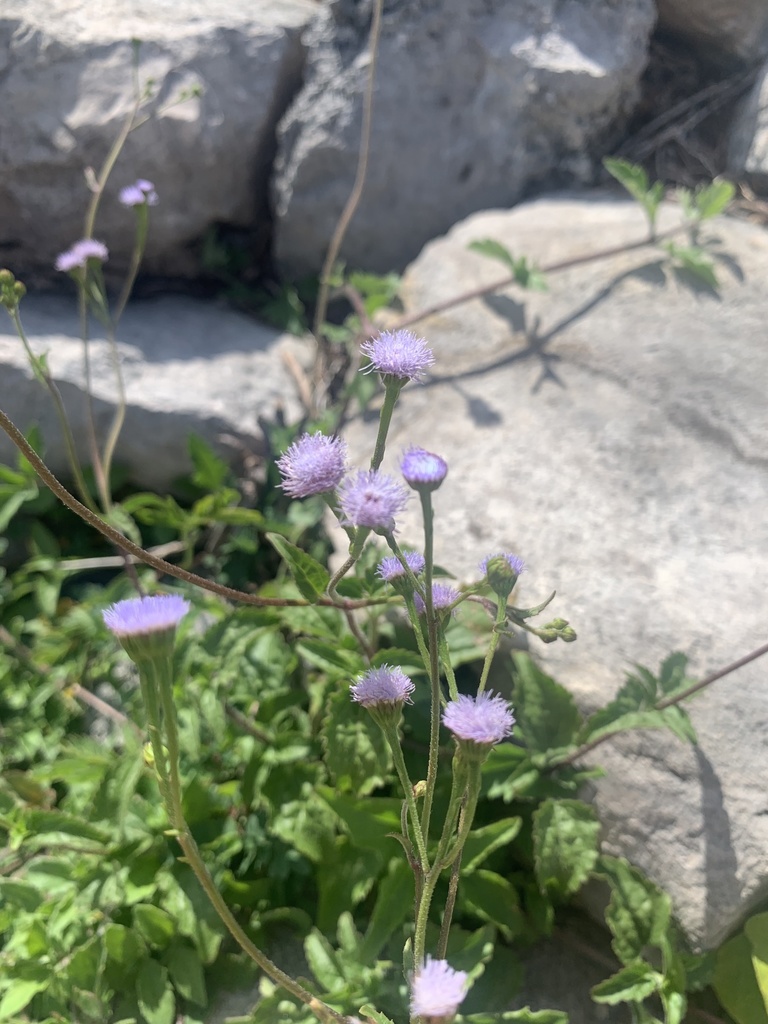Ageratum gaumeri from Yaxcabá, YUC, MX on April 24, 2021 at 03:00 PM by ...