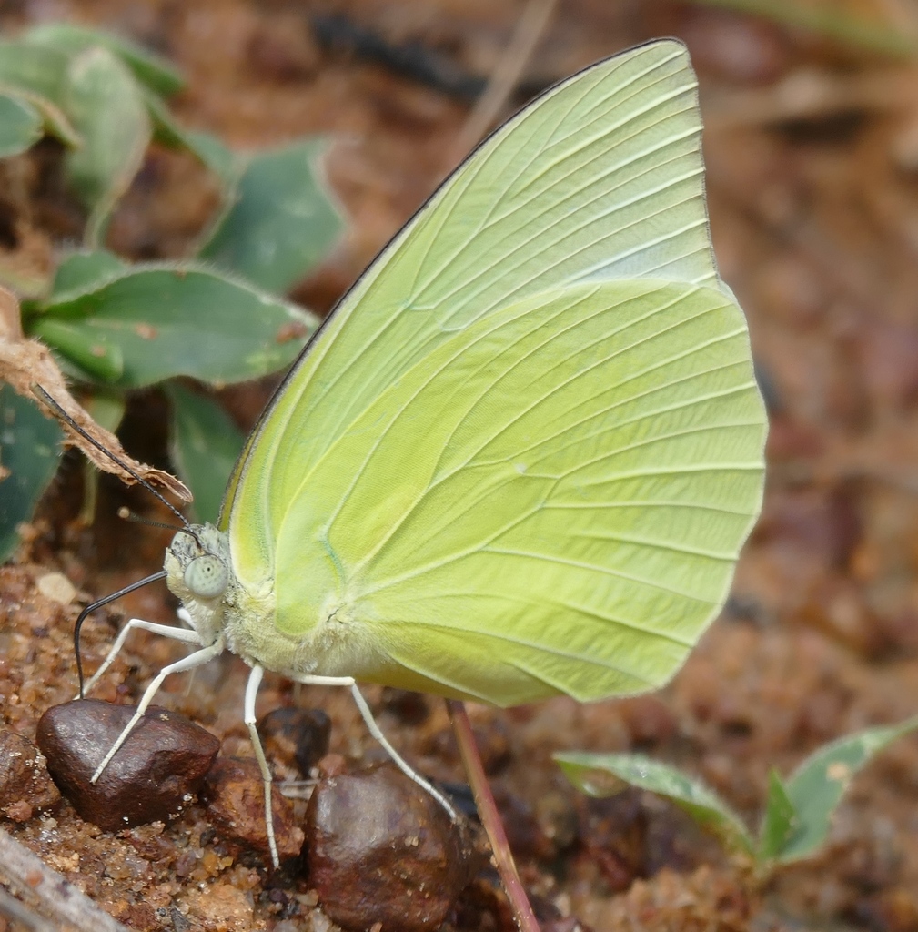 Lemon Emigrant (Insects Of Chennai) · iNaturalist