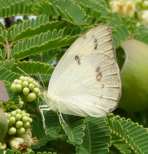 Lemon Emigrant (Insects Of Chennai) · iNaturalist