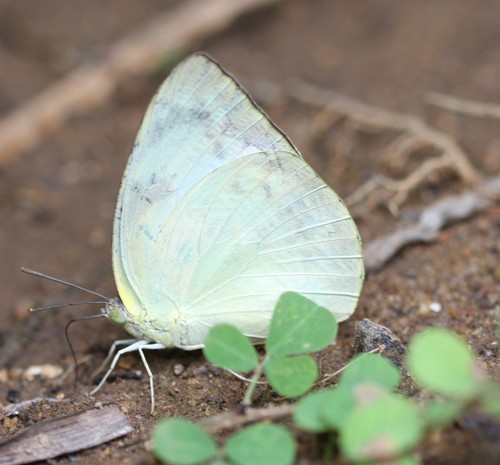 Lemon Emigrant (Insects Of Chennai) · iNaturalist