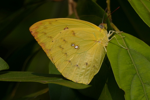 Lemon Emigrant (Insects Of Chennai) · iNaturalist