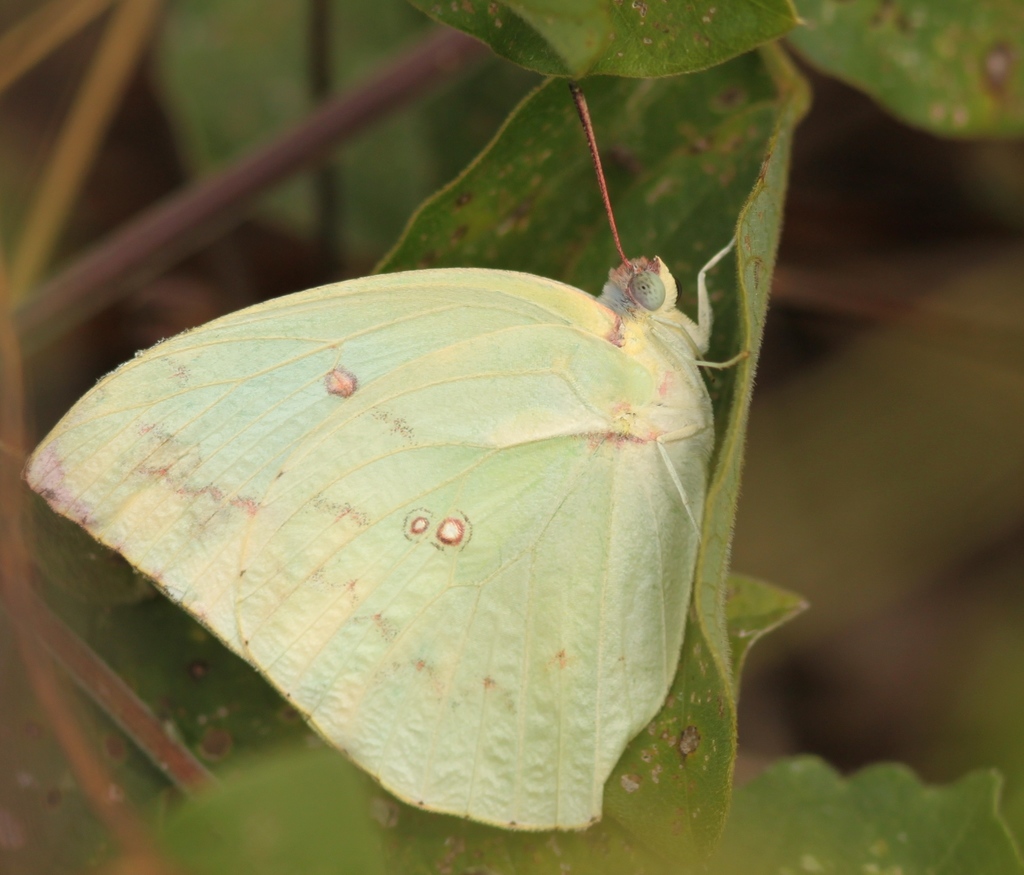 Lemon Emigrant (Insects Of Chennai) · iNaturalist
