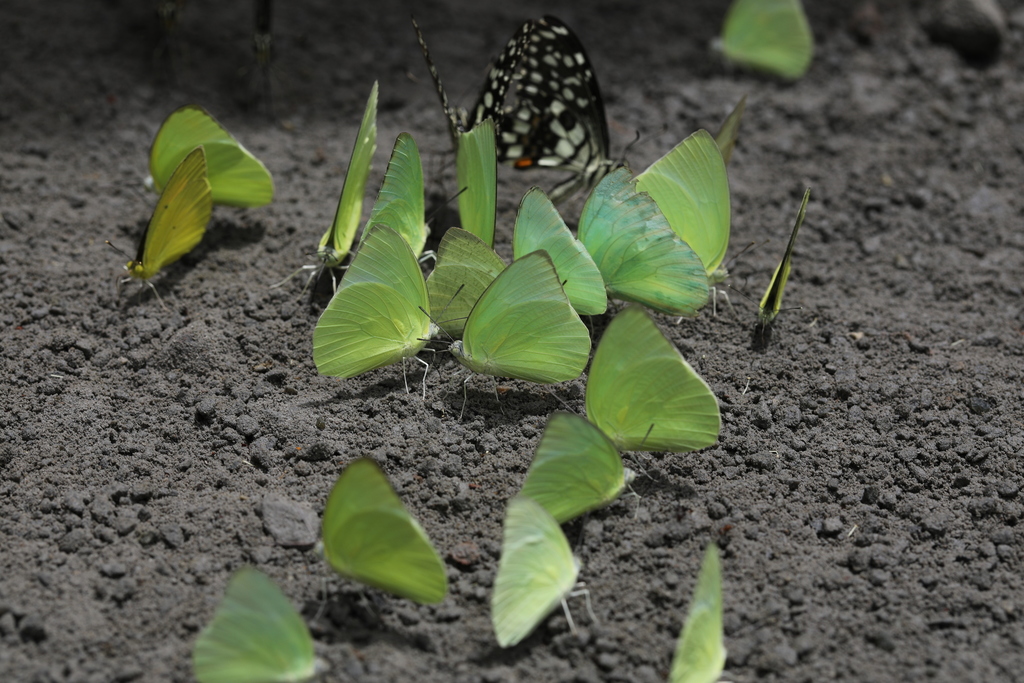 Lemon Emigrant (Insects Of Chennai) · iNaturalist