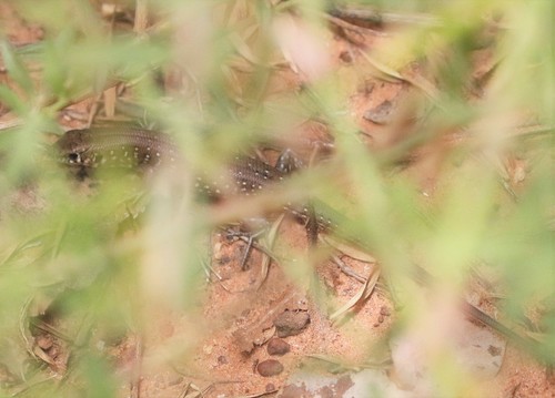 Subspecies Ctenotus pantherinus acripes · iNaturalist